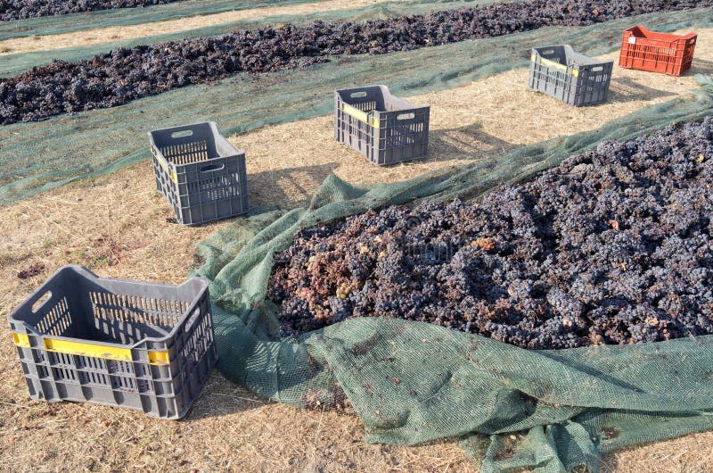 Grapes are Drying on the Field. Stock Photo - Image of raisins, dried ...