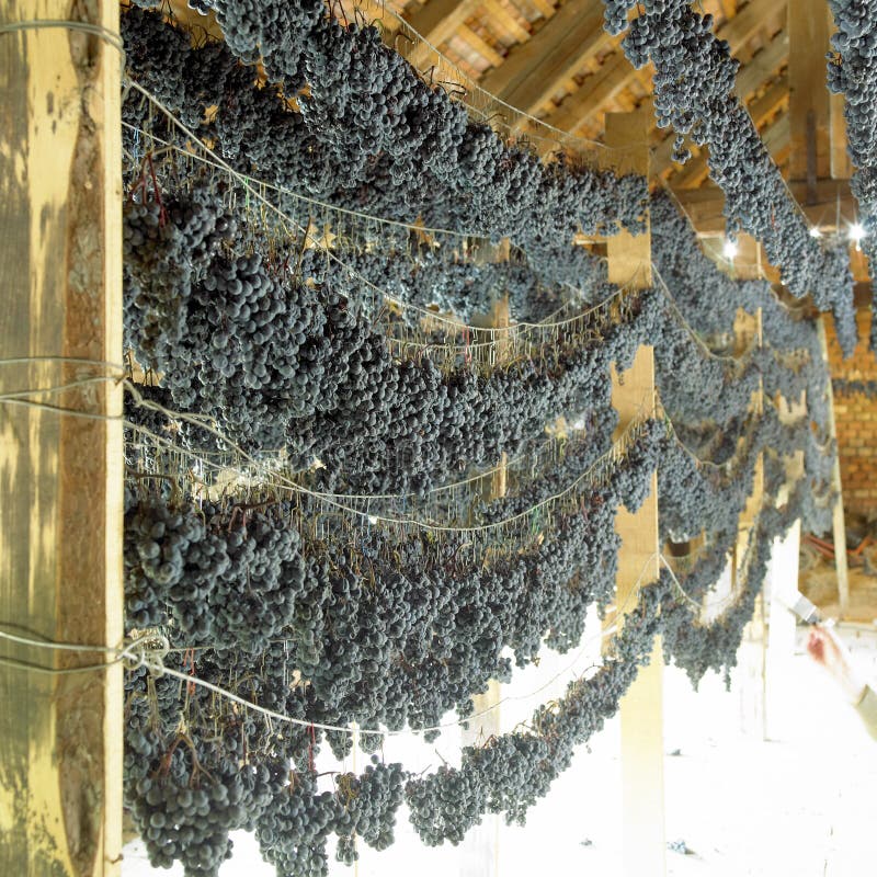 Grapes Drying for Straw Wine Stock Photo - Image of drying, rows: 17019180
