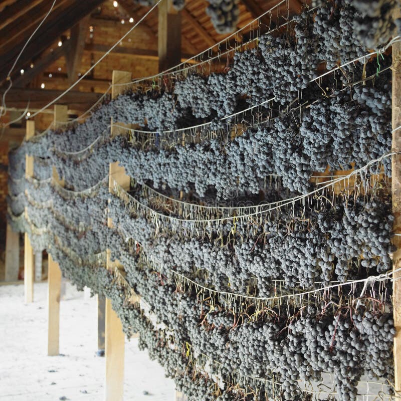 Grapes Drying for Straw Wine Stock Image - Image of rows, wine: 17237507