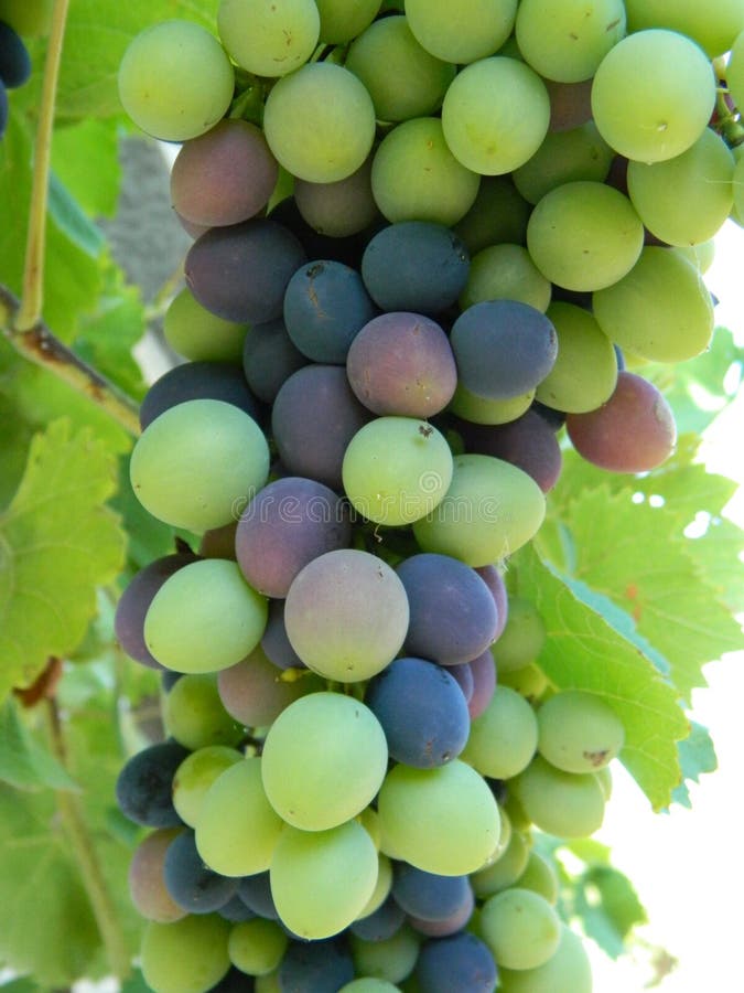 Grapes 6 stock photo. Image of produce, grapes, colours - 97055656