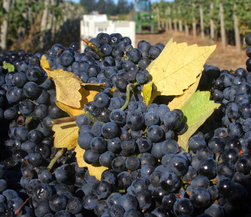 Grapes With Fall Leaves Picture. Image: 1317427