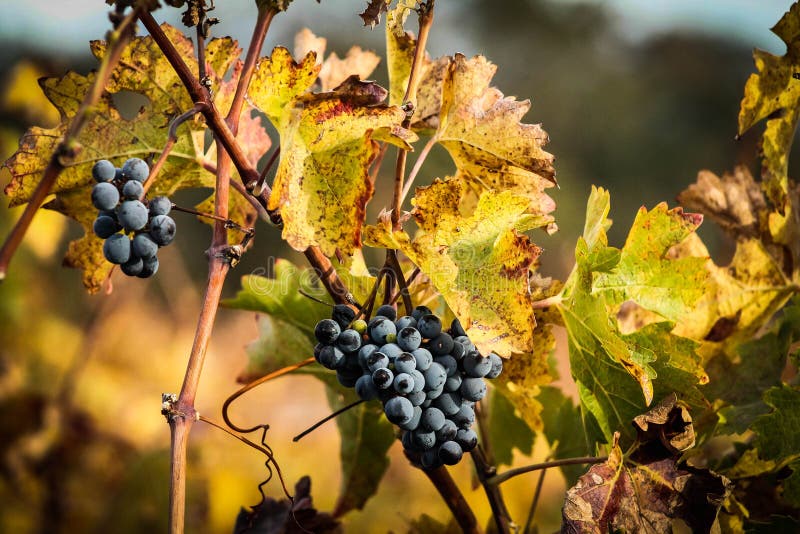 Grapes in fall stock photo. Image of wine, autumn, fall - 56956898