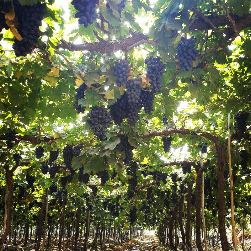Grapes farm pic stock photo. Image of grapes, farm, vines - 191423860
