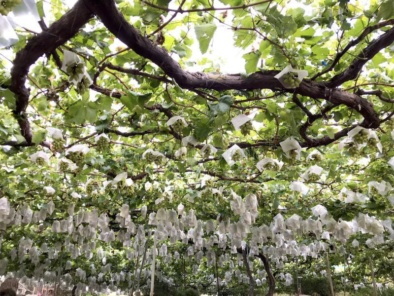 Grapes in Japan stock photo. Image of fresh, growth, juice - 63680216
