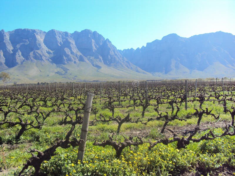 Grapes farm pic stock photo. Image of grapes, farm, vines - 191423860