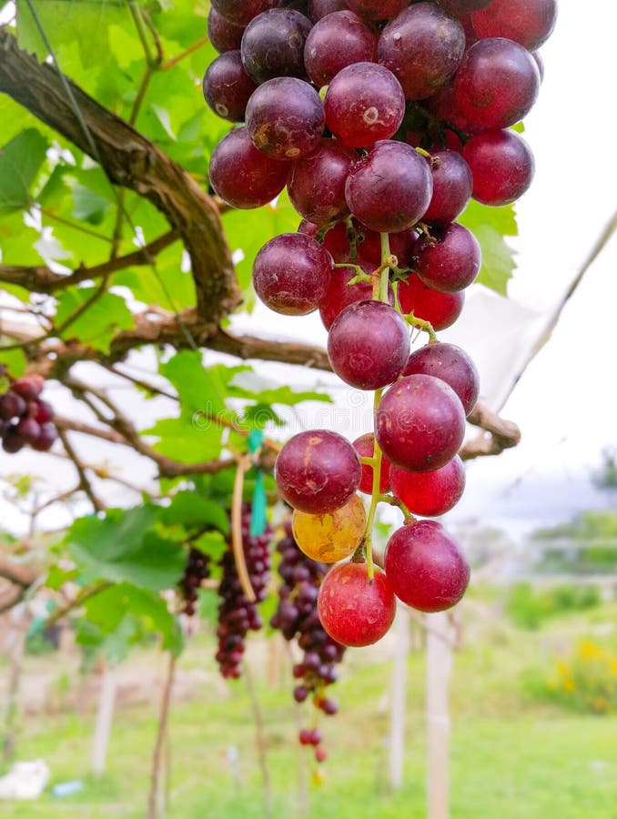 Grapes farm stock photo. Image of grass, wine, grape - 17206456