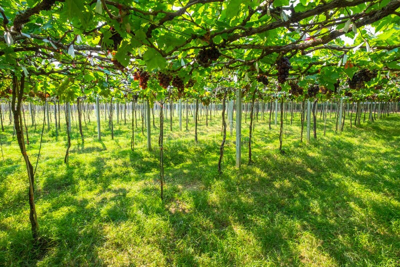 Grapes farm stock image. Image of garden, natural, growth - 67377019