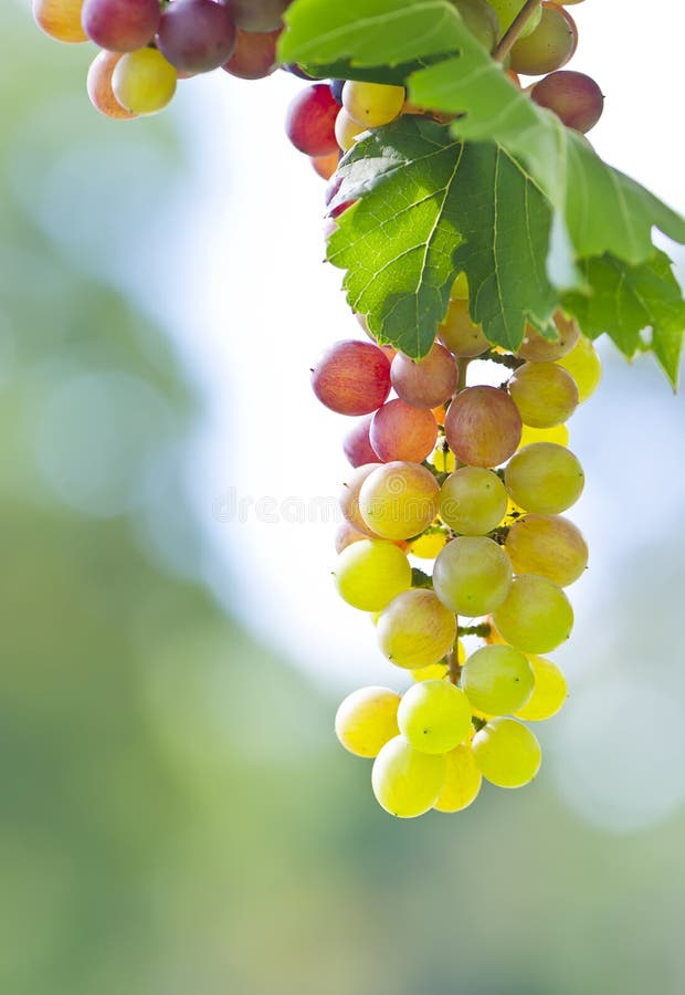 Grapes on the field stock image. Image of growth, grapevine - 46545145