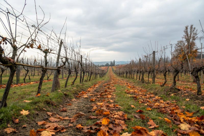 Grapes Fields during Winter Fall Autumn Days Stock Illustration ...