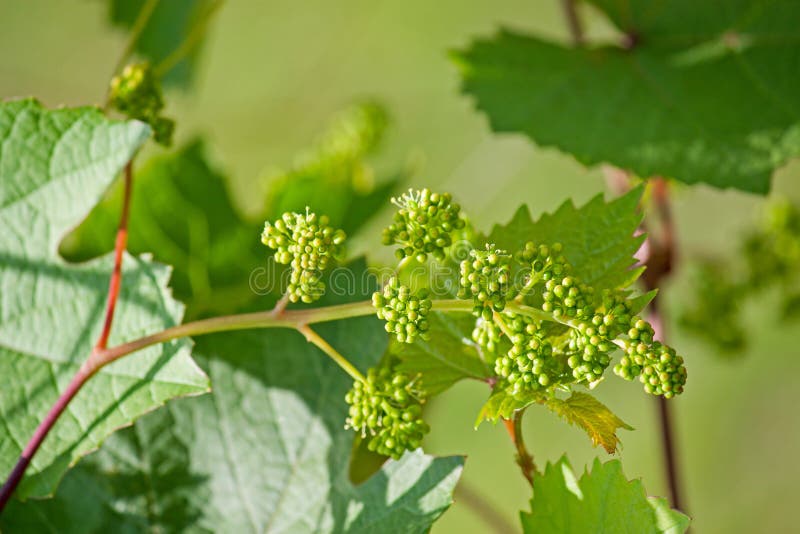 Grapes With Flowers Close Up Photo Stock Image - Image of nature, plant ...