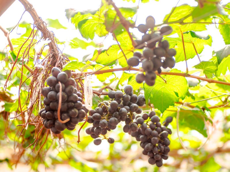 The Grapes fresh. stock photo. Image of sweet, agriculture - 83828154