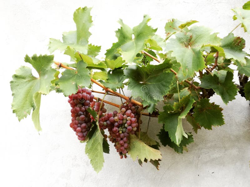 Grapes stock photo. Image of agriculture, white, wall - 100948998