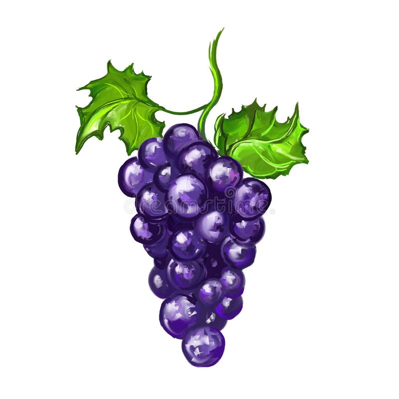 Grapes Fruit Vector Illustration Hand Drawn Stock Vector - Illustration ...