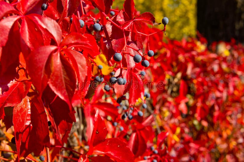 Grapes Girlish Five-leaf Red in the Fall Stock Image - Image of ...