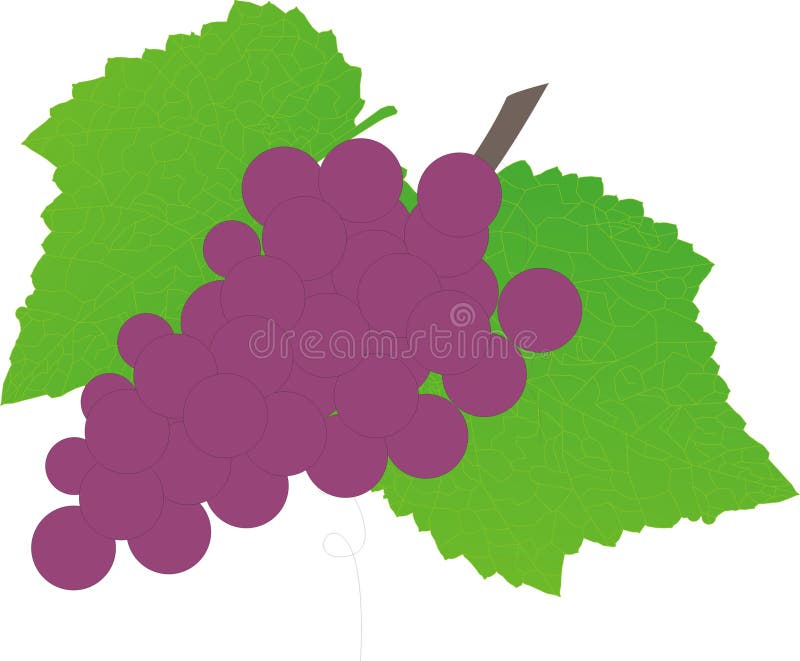 Grape leaves. Vector stock vector. Illustration of collection - 26818432