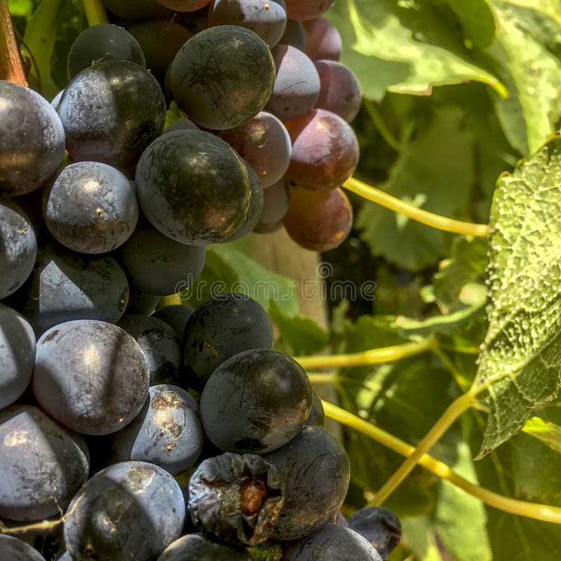 Grapes on a Grape Vine Close Up in Bright Light with Natural Setting ...