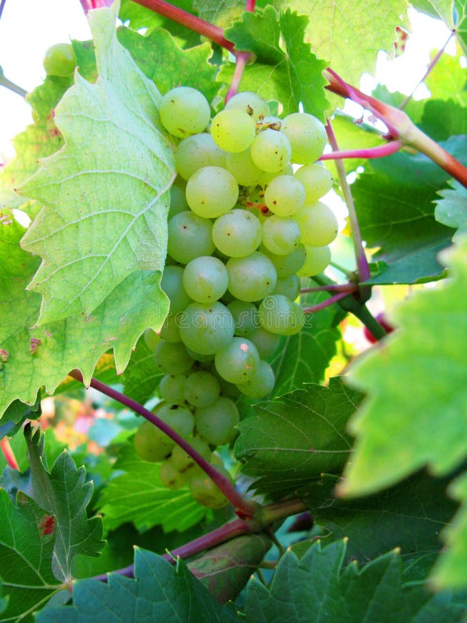 Grapes stock photo. Image of fruit, fancy, grapes, amazing - 139108228