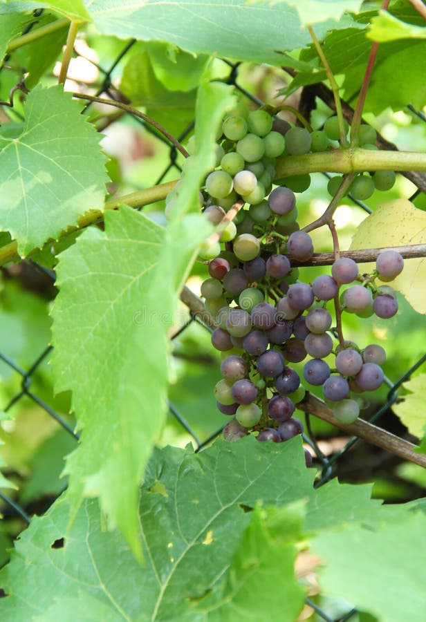 Grapes stock image. Image of greenery, vinery, leaves - 99710701