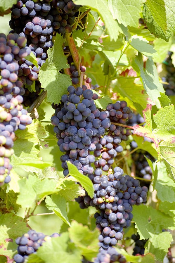 Grapes on a Grapevine with Wood Background Stock Image - Image of ...