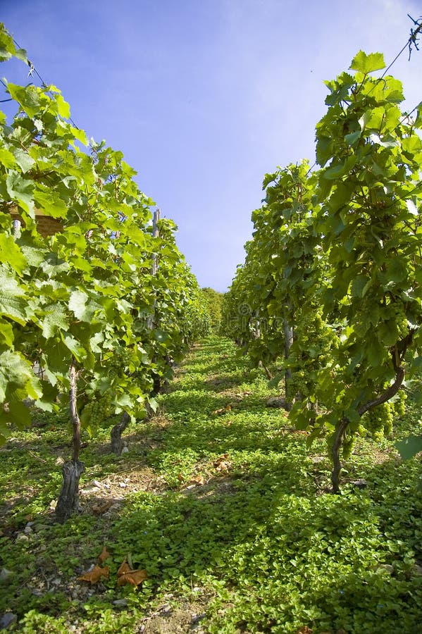 Grapes on a Grapevine with Wood Background Stock Image - Image of ...