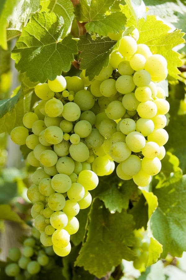 Grapes on a Grapevine with Wood Background Stock Photo - Image of vine ...