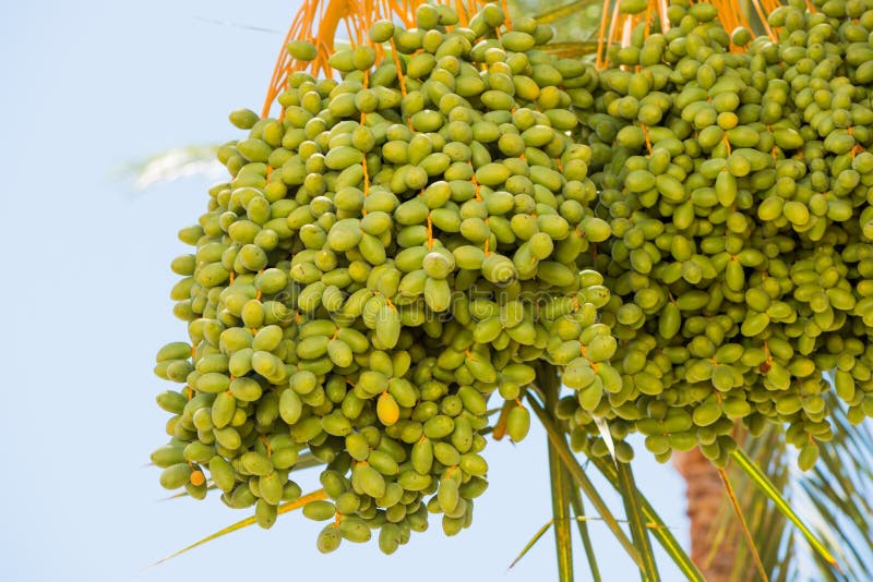 Grapes of green dates stock photo. Image of grape, summer - 222700550