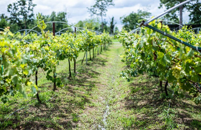 Grape in the farm stock photo. Image of landscape, grapes - 118155342