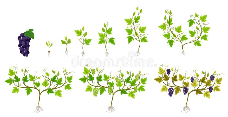 Grapes Growing Stages from Sprout To Veraison Vector Set Stock Vector ...