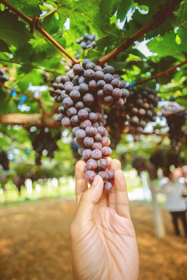 Grapes in hand stock image. Image of grapes, blue, person - 92715775