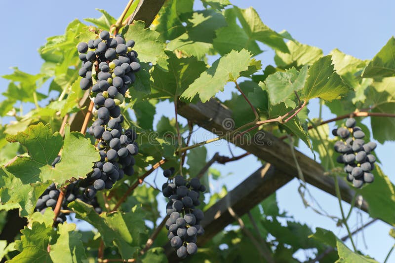 Grapes hanging on the vine stock image. Image of plants - 35463797