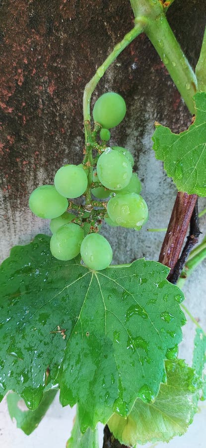 Grapes Hanging on a Grapes Vines Stock Image - Image of shrub, nature ...