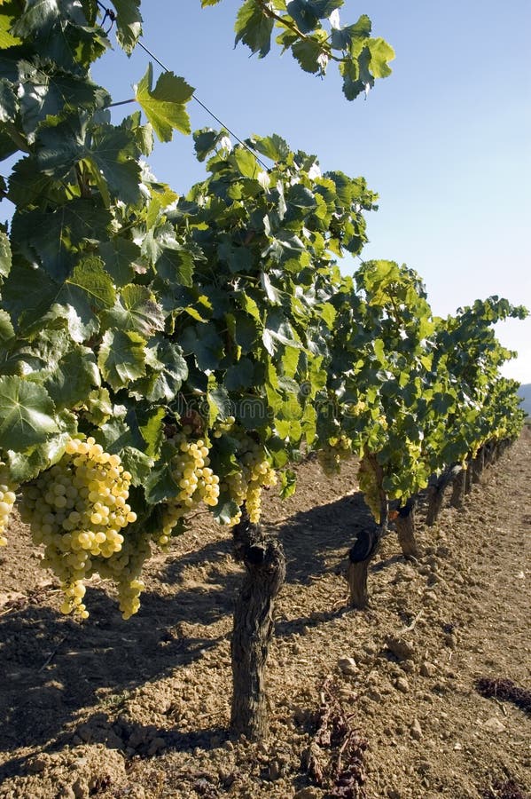 Grapes hanging from vines stock image. Image of cultivated - 3688837
