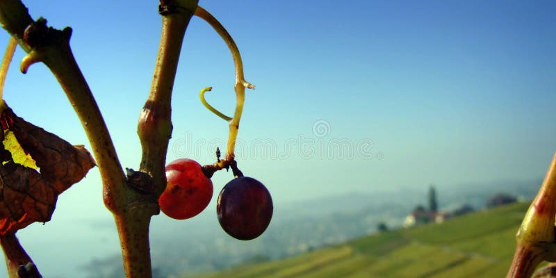 Grapes after the Harvest stock photo. Image of october - 6650830