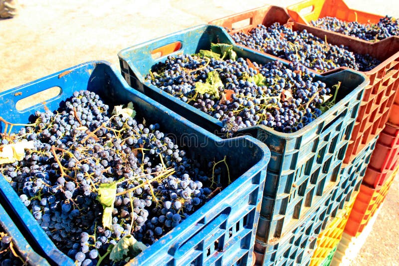 Grapes harvested for wine stock photo. Image of scene - 3198478