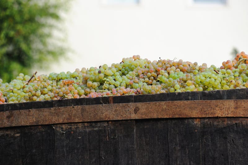 Grapes stock photo. Image of background, healthy, sweet - 60103502