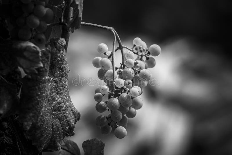 Grapes in his tree stock photo. Image of color, food - 97095946