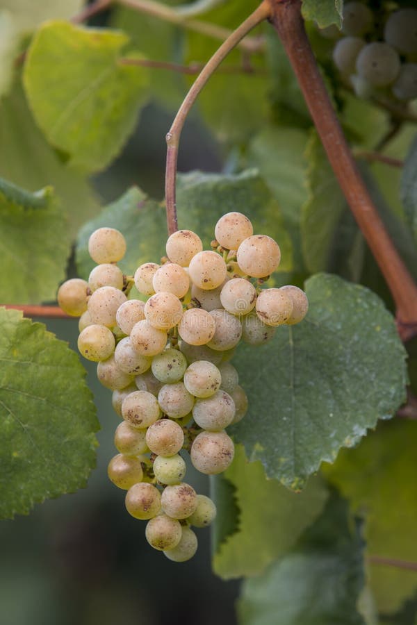 Grapes in his tree stock image. Image of color, food - 97096051