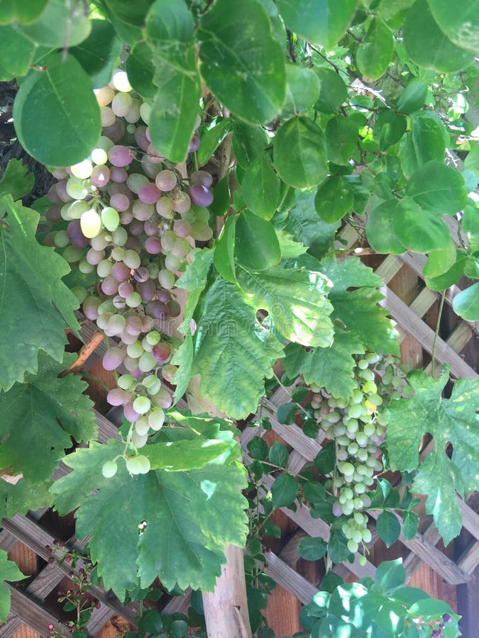 Grapes stock image. Image of rays, grapes, trees, fruits - 99724229
