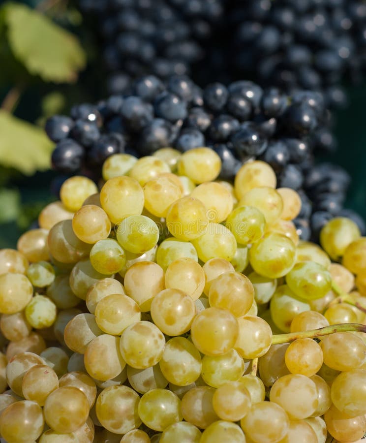 Grapes Illuminated Bright Sunlight Stock Image - Image of harvesting ...