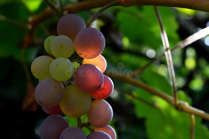 Grapes Illuminated by the Sun S Rays Stock Image - Image of plant ...