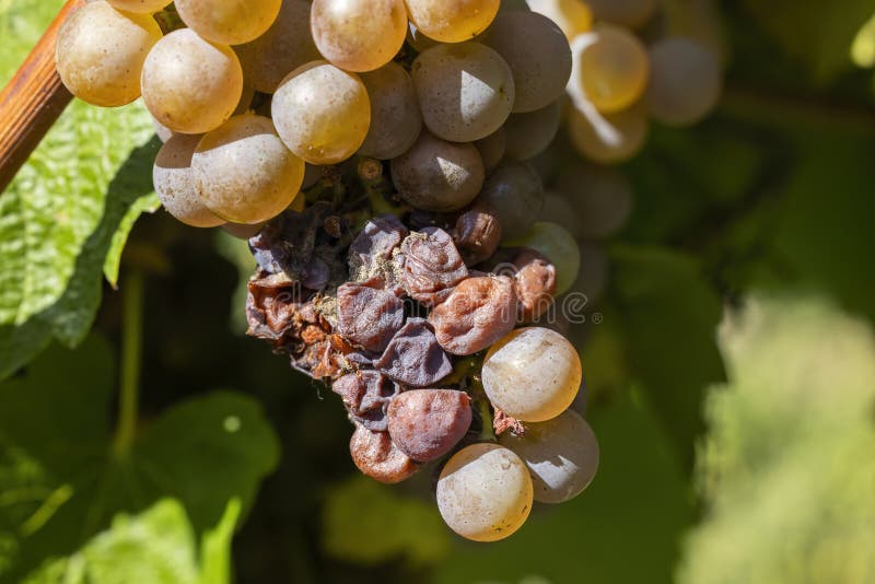 Grapes Infested with Rot and Mold Stock Photo - Image of dangerous ...