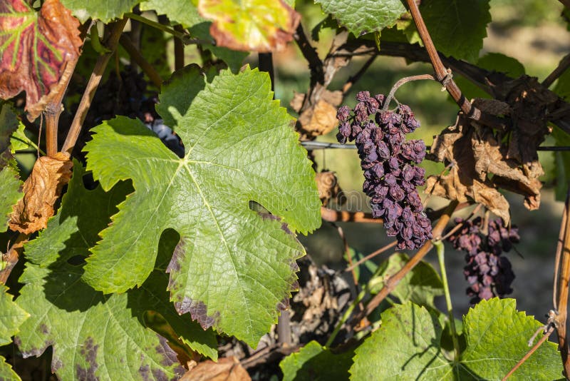 Grapes Infested with Rot and Mold Stock Photo - Image of rotten ...