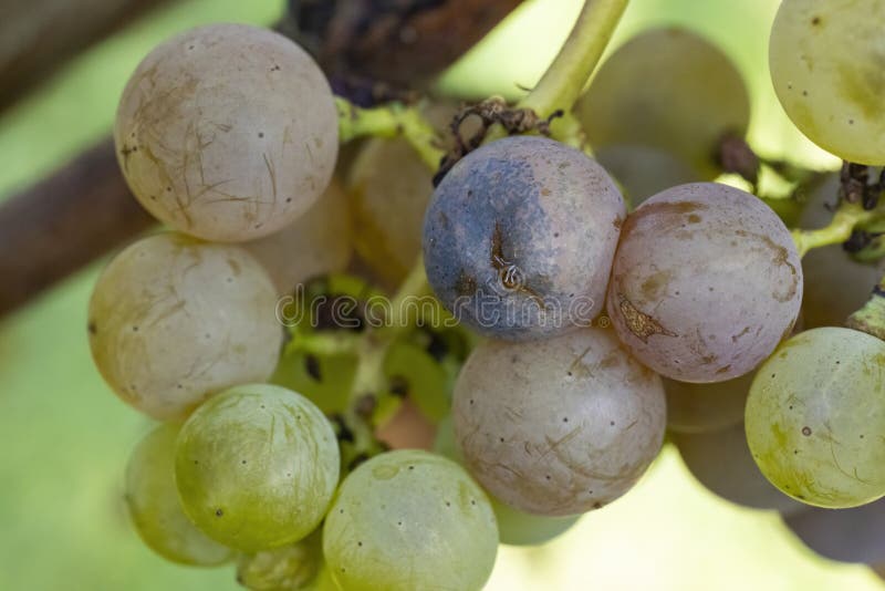 Grapes Infested with Rot and Mold (black Spotting Stock Photo - Image ...