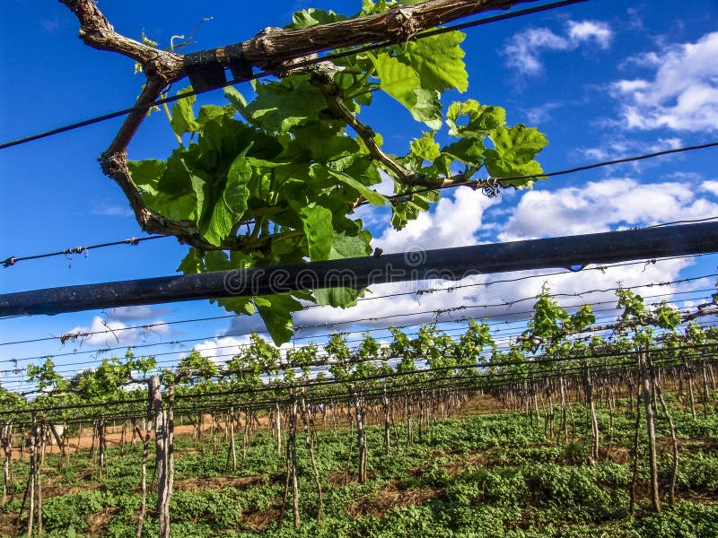 Grapes irrigation stock photo. Image of irrigate, agribusiness - 110337554