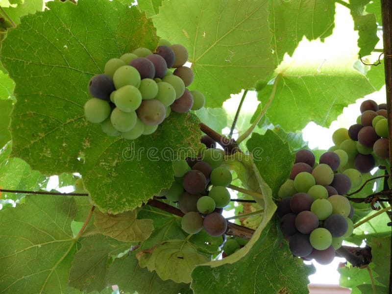 Foglia Uva Stock Photos - Free & Royalty-Free Stock Photos from Dreamstime