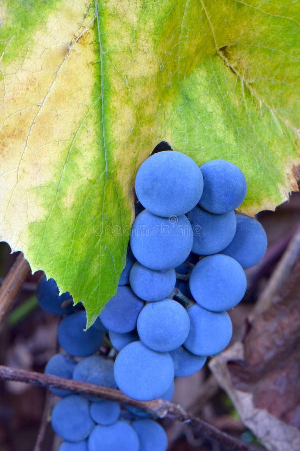 Grapes with Autumn Colored Leaf 03 Stock Image - Image of grape, change ...