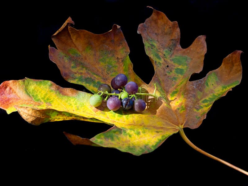 Grapes and leaves stock photo. Image of nourishment - 254877426