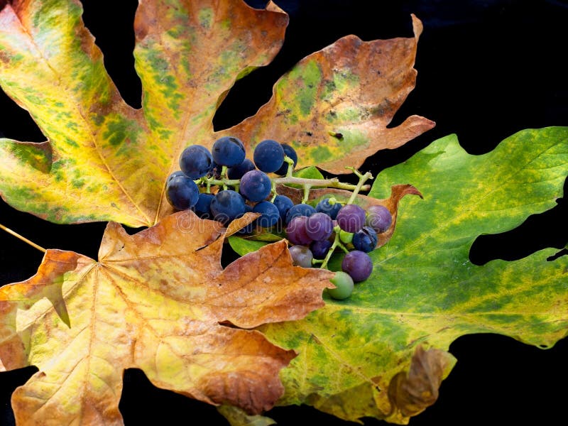 Grapes and leaves stock photo. Image of yellow, green - 254877434