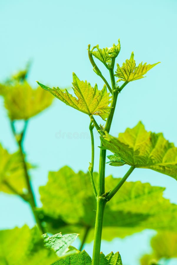 Grapes leaves in Thai stock image. Image of landscape - 208378907