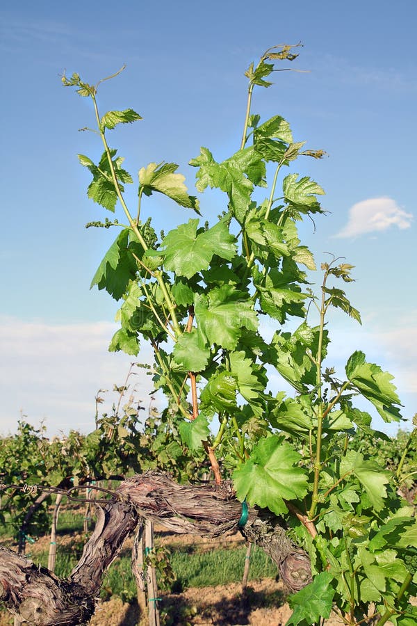 Grapes leaves stock photo. Image of detail, plant, nature - 33607454